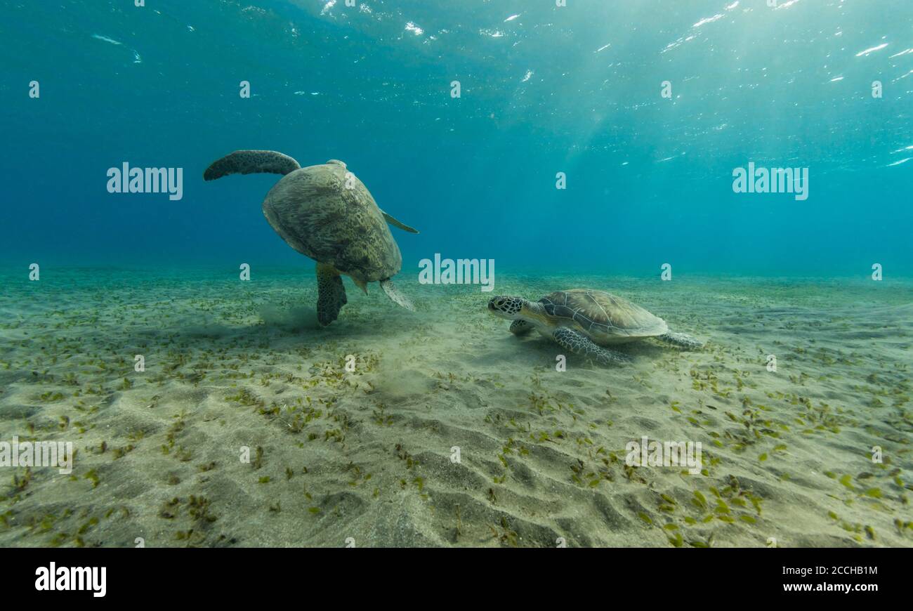 Hawksbill turtles hi-res stock photography and images - Alamy