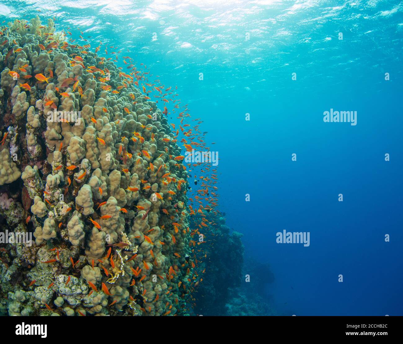 Beautiful coral reef with sealife. Underwater landscape photo with fish ...