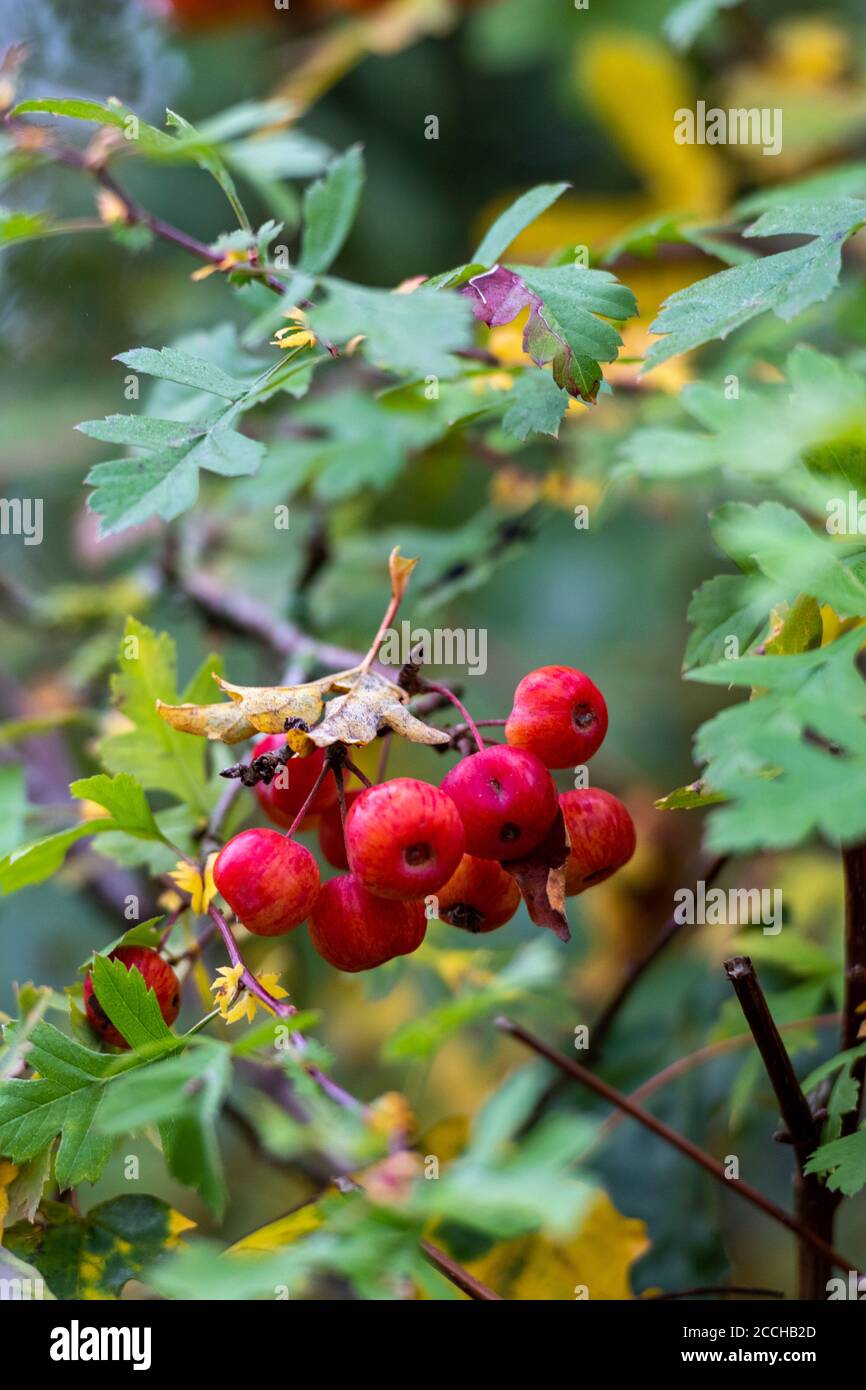 Hawthorn Bushes High Resolution Stock Photography and Images - Alamy