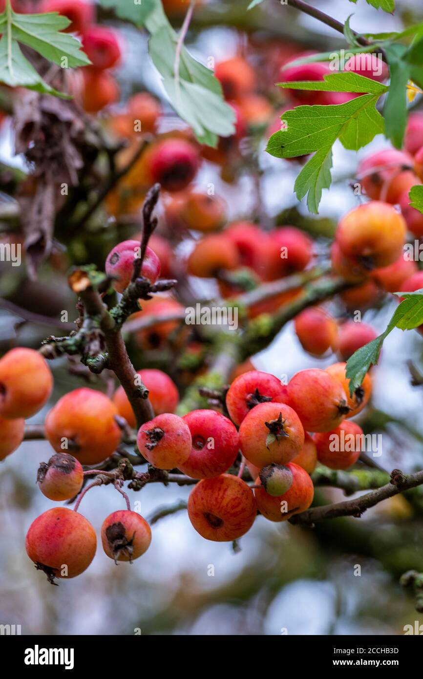 Hawthorn Bushes High Resolution Stock Photography and Images - Alamy