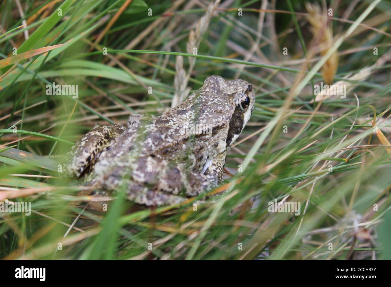 frog in the grass Stock Photo - Alamy