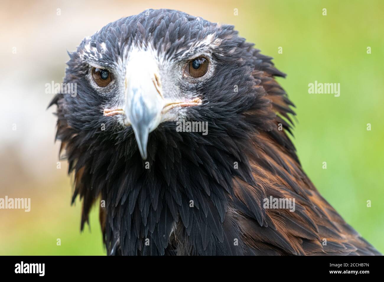 Portrait of Wedge-tailed Eagle or Bunjil (Aquila audax Stock Photo - Alamy
