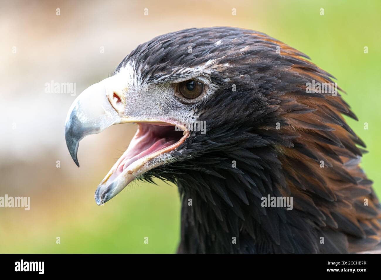 Portrait of Wedge-tailed Eagle or Bunjil (Aquila audax Stock Photo - Alamy