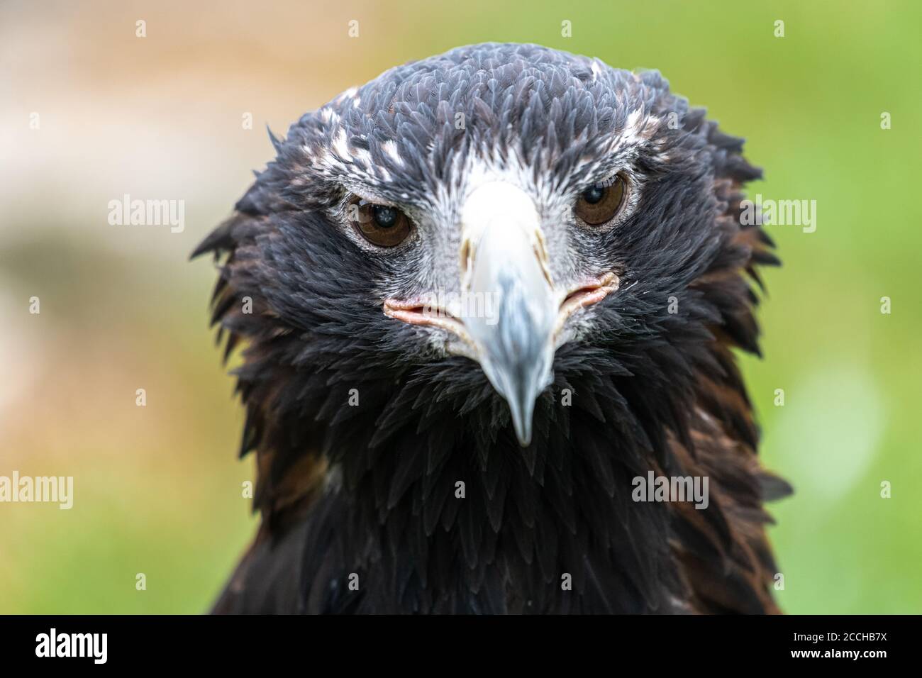 Portrait of Wedge-tailed Eagle or Bunjil (Aquila audax Stock Photo - Alamy