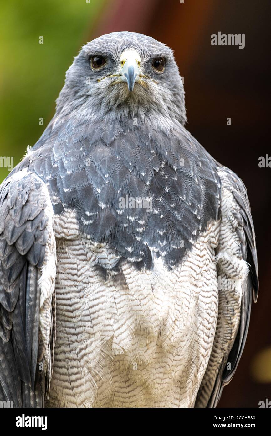 Perching Black-chested Buzzard-eagle (Geranoaetus melanoleucus Stock ...