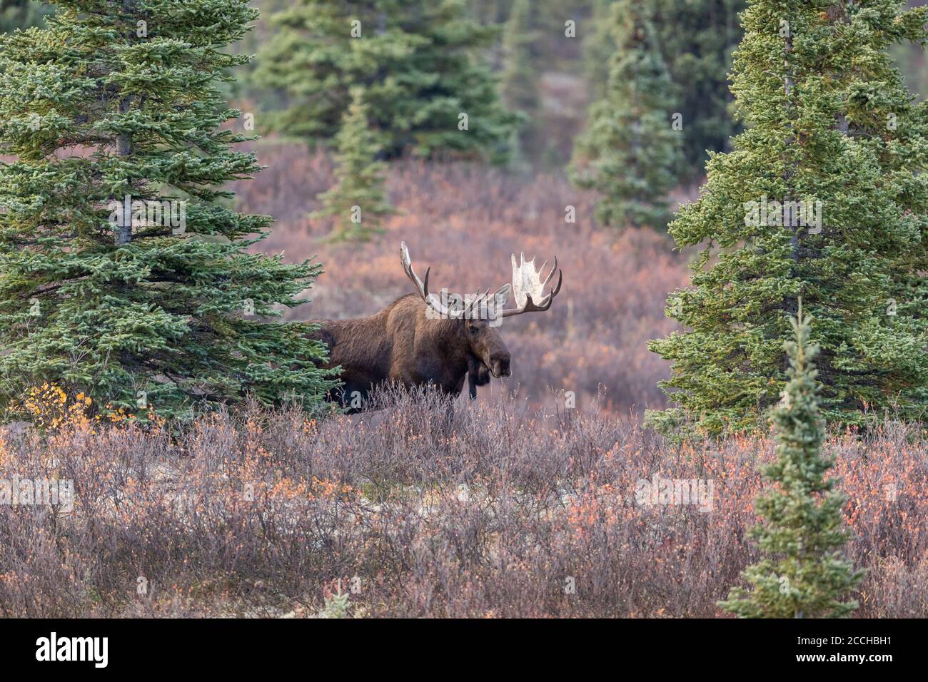 Alaska Yukon Bull Moose in Autumn Stock Photo - Alamy