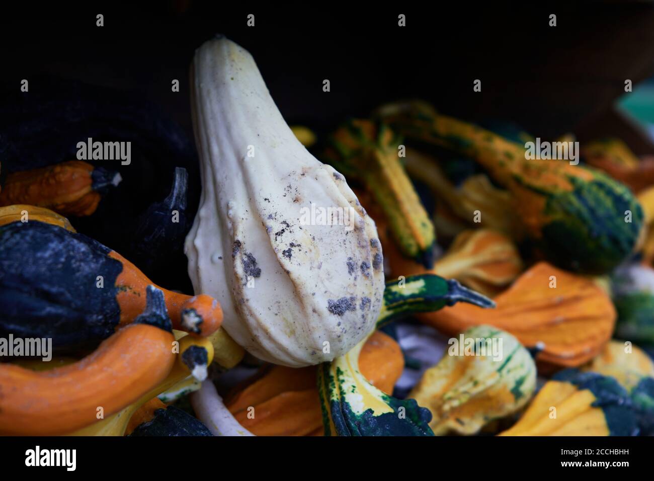 Bitter apple hi-res stock photography and images - Alamy