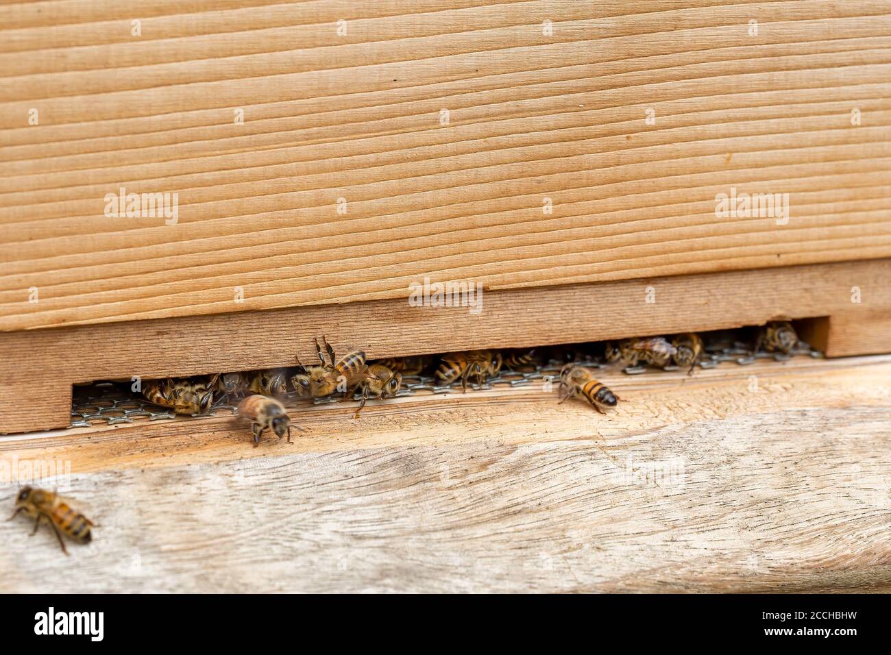 Beehive cluster hi-res stock photography and images - Alamy