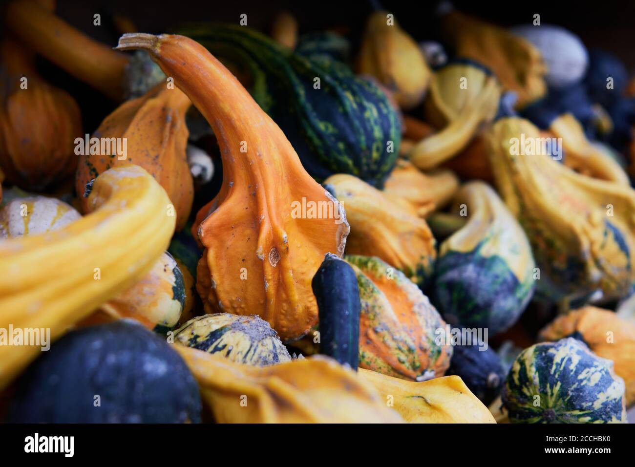 Bitter apple hi-res stock photography and images - Alamy