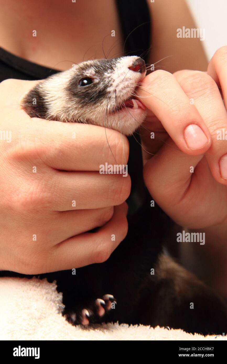 Ferret in hands hi-res stock photography and images - Alamy