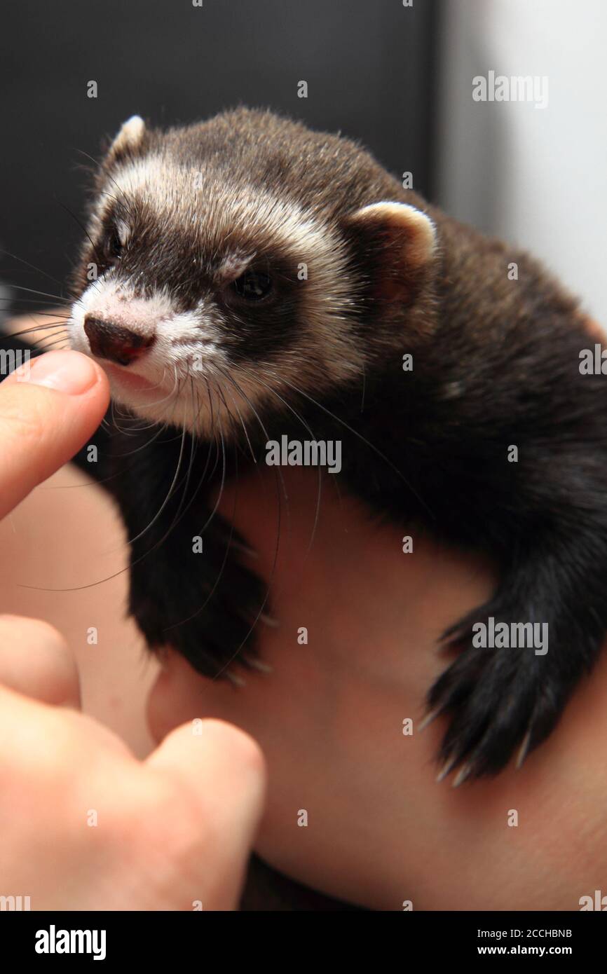 Ferret in hands hi-res stock photography and images - Alamy