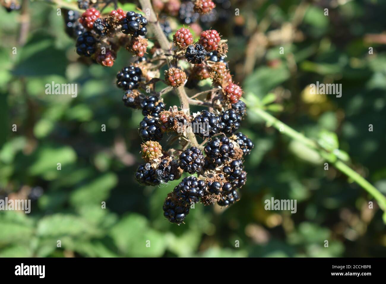 Blackberries Close Up Stock Photo - Alamy