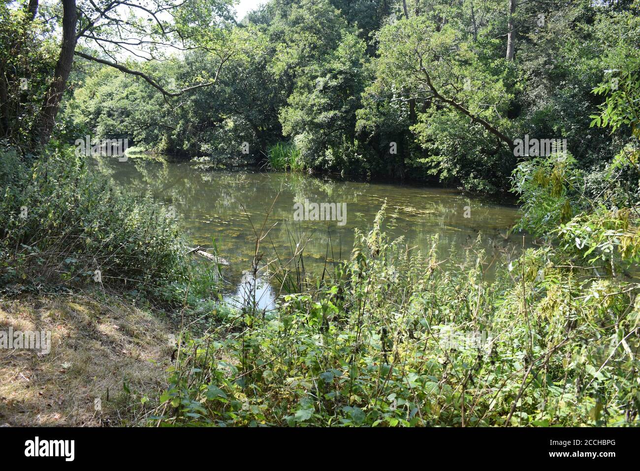The River Lodden at Woodley Stock Photo - Alamy