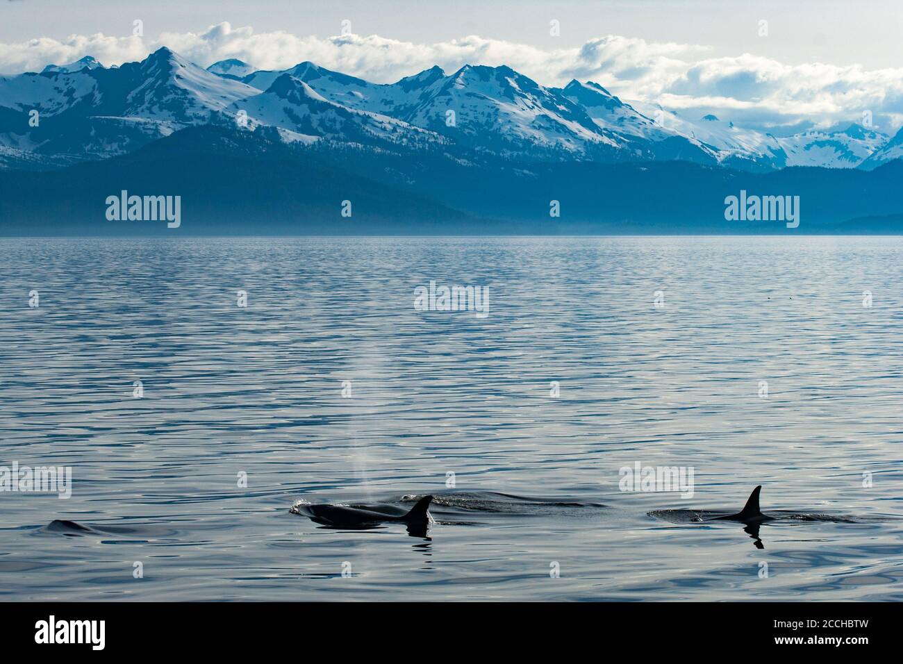 A pod of orca, or killer whale in Chatham Strait, Southeast Alaska, USA ...