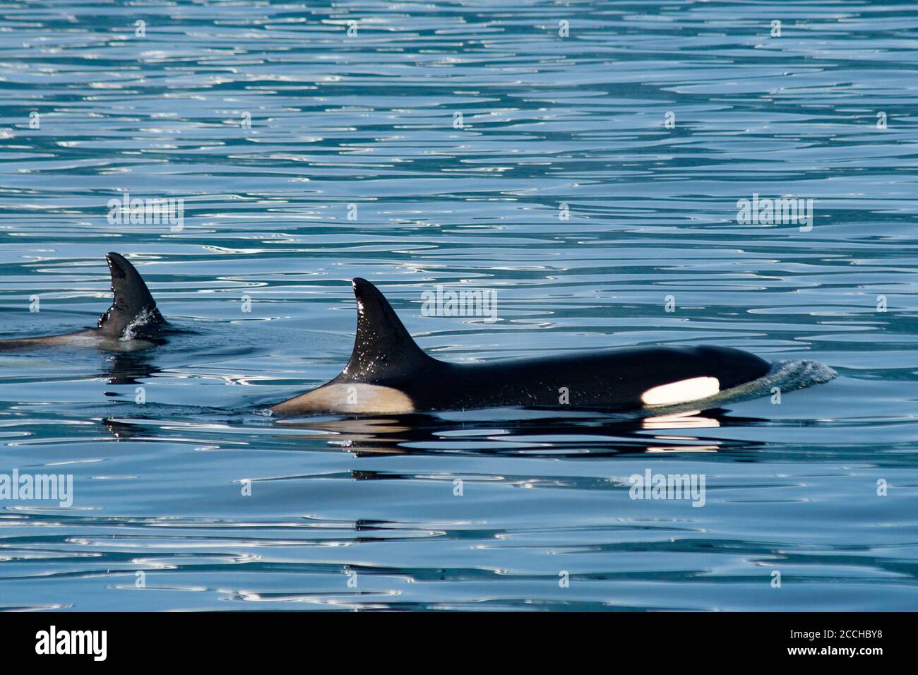 A pod of orca, or killer whale in Chatham Strait, Southeast Alaska, USA ...