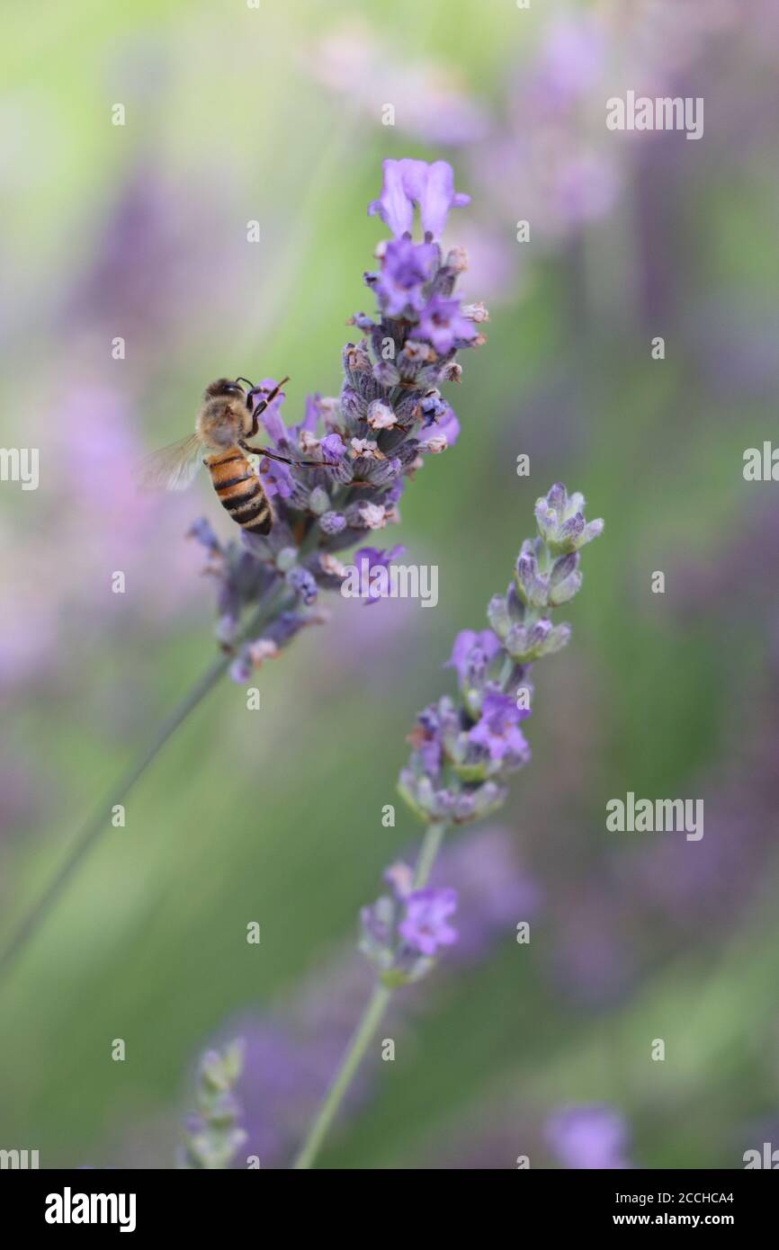 lavender with honey bee Stock Photo - Alamy