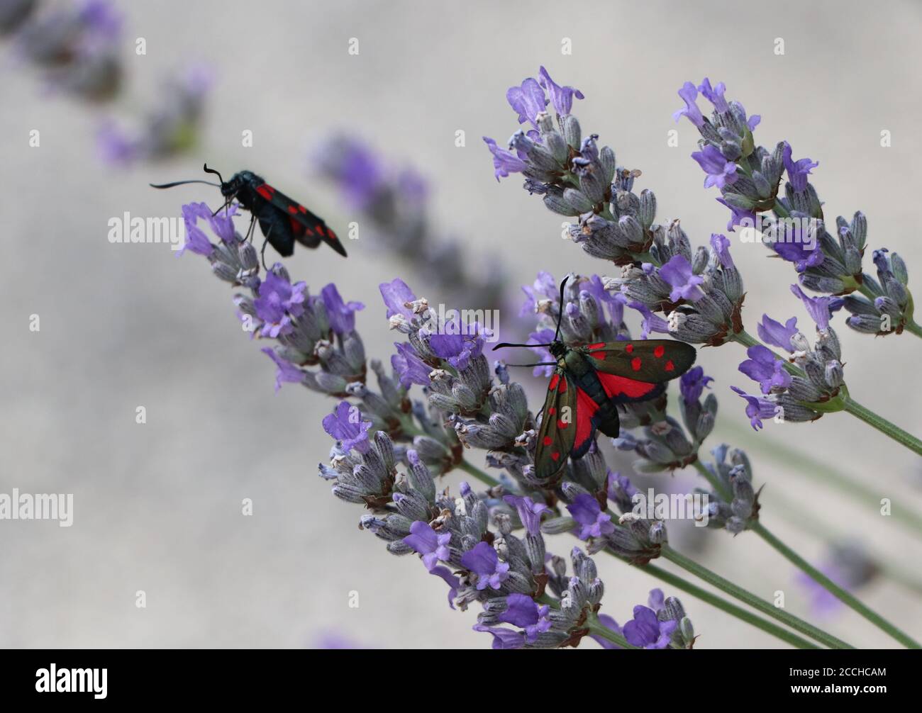 Essential pollinators hi-res stock photography and images - Alamy