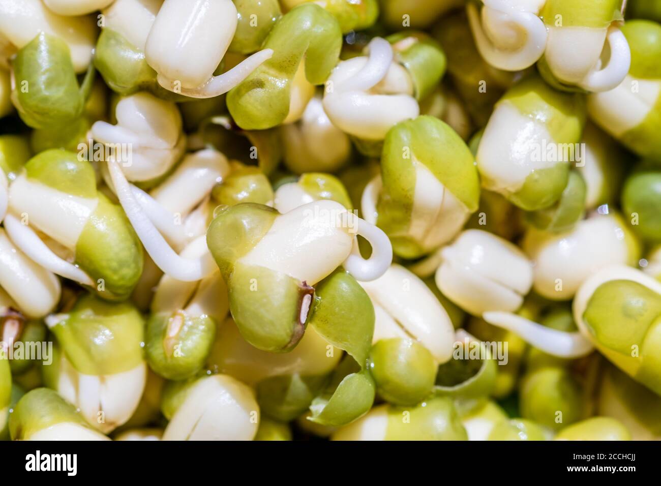 Mung Bean Seedlings High Resolution Stock Photography and Images - Alamy