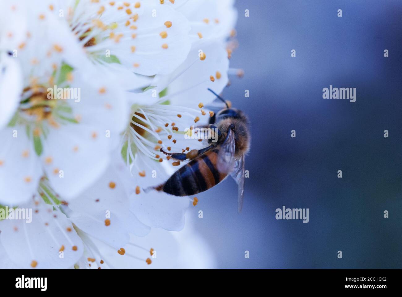 Honey Bee Pollinating Plum Tree (Coccoloba diversifolia) tree blooming ...