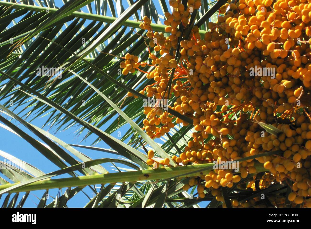 date fruits from plam tree as natural background Stock Photo - Alamy