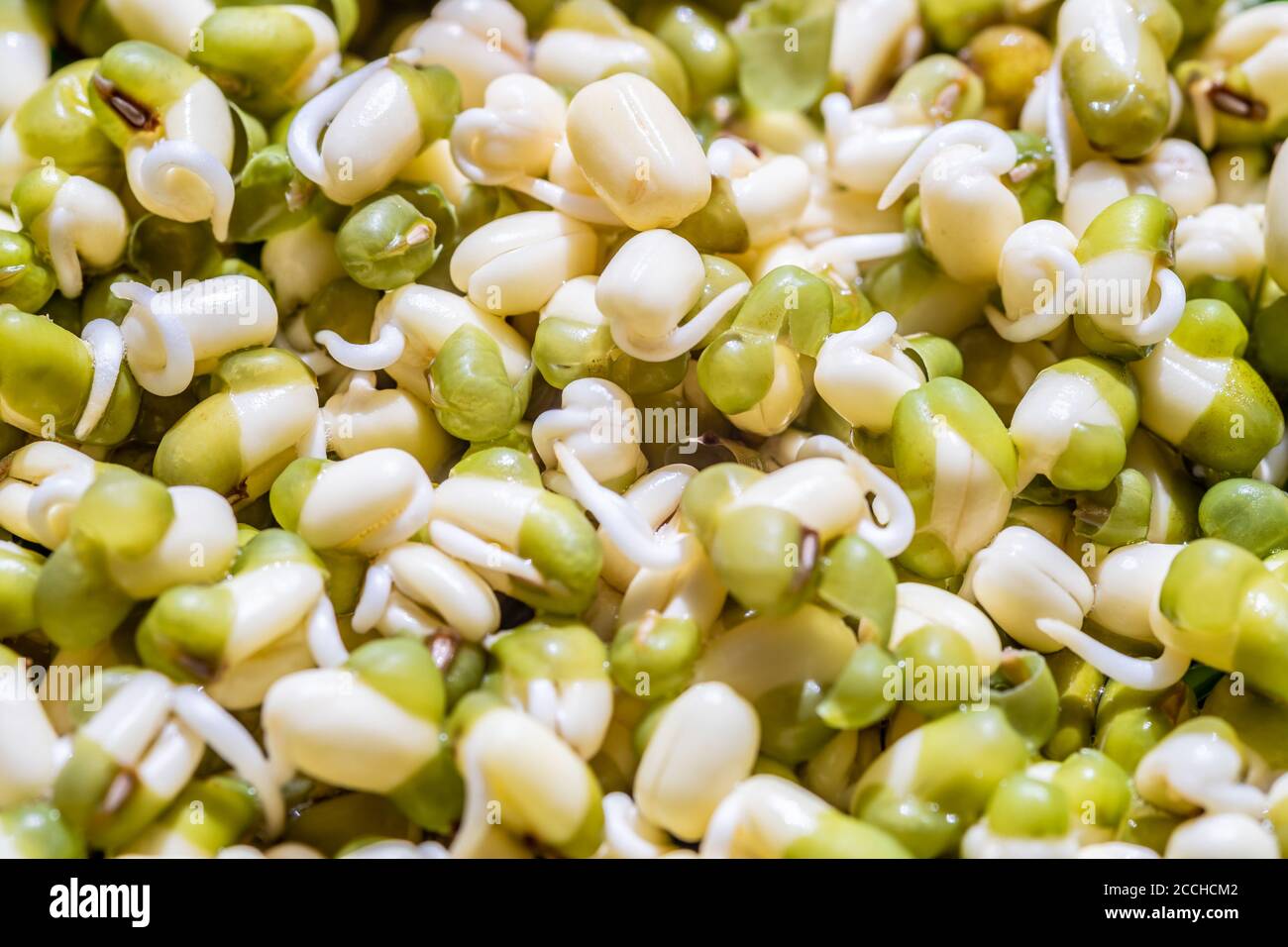 Mung bean seedlings hi-res stock photography and images - Alamy