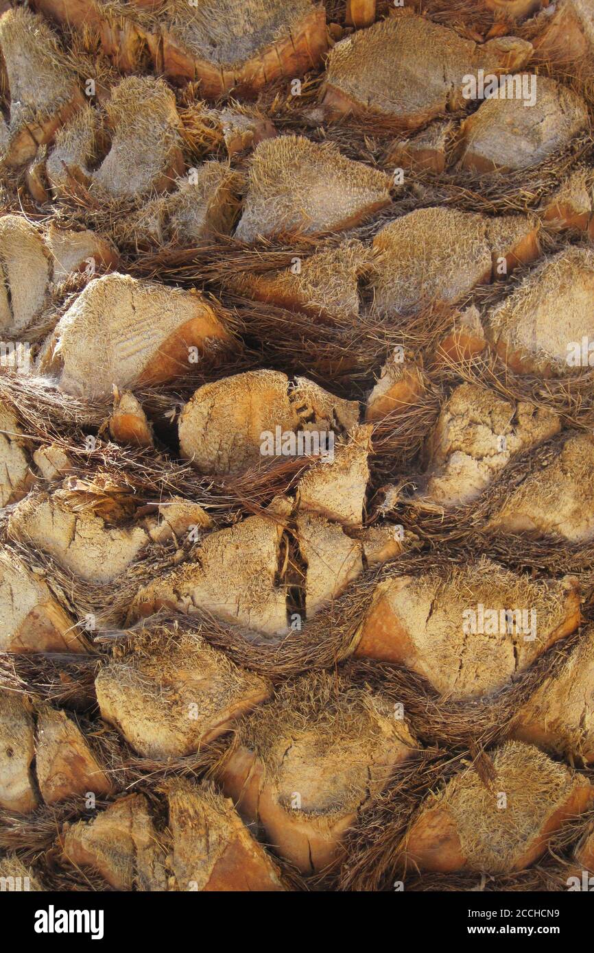palm tree trunk texture as nice natural background Stock Photo - Alamy