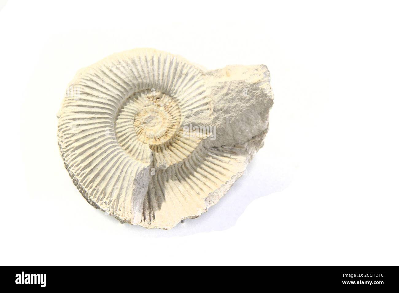 old amonite isolated on the white background Stock Photo - Alamy