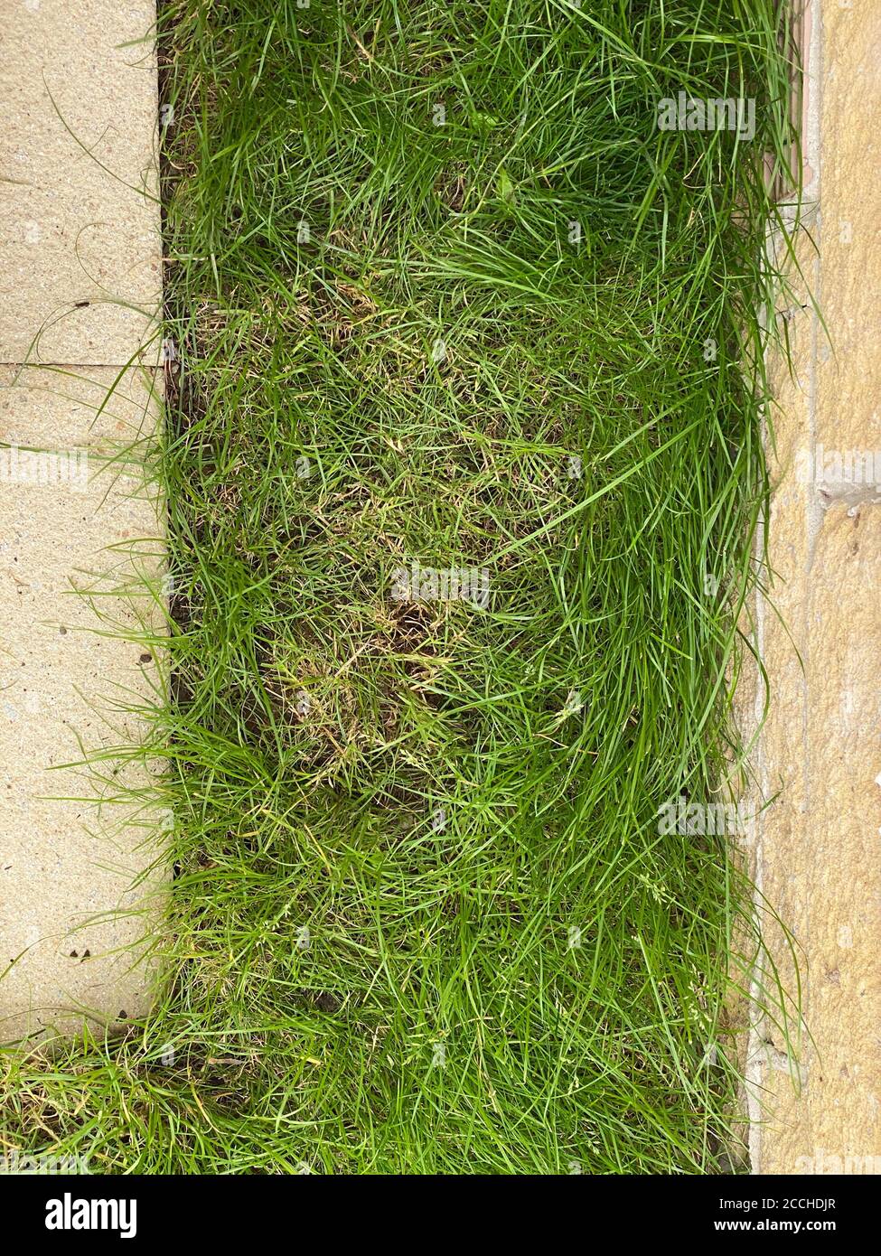 Laying new garden tuff to repair green grass lawn Stock Photo - Alamy