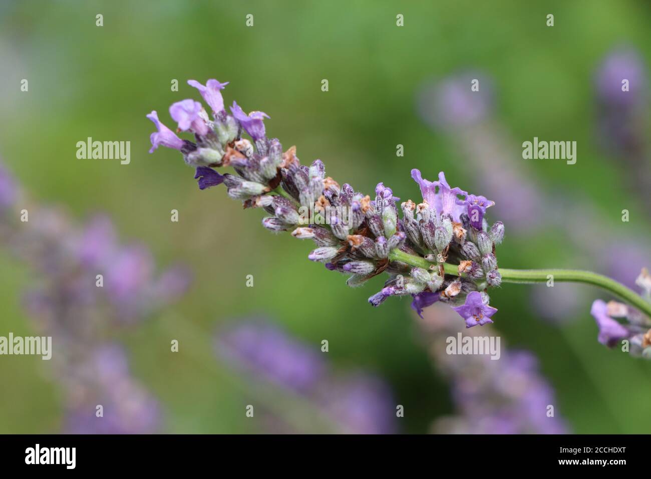Essential for bees hi-res stock photography and images - Alamy