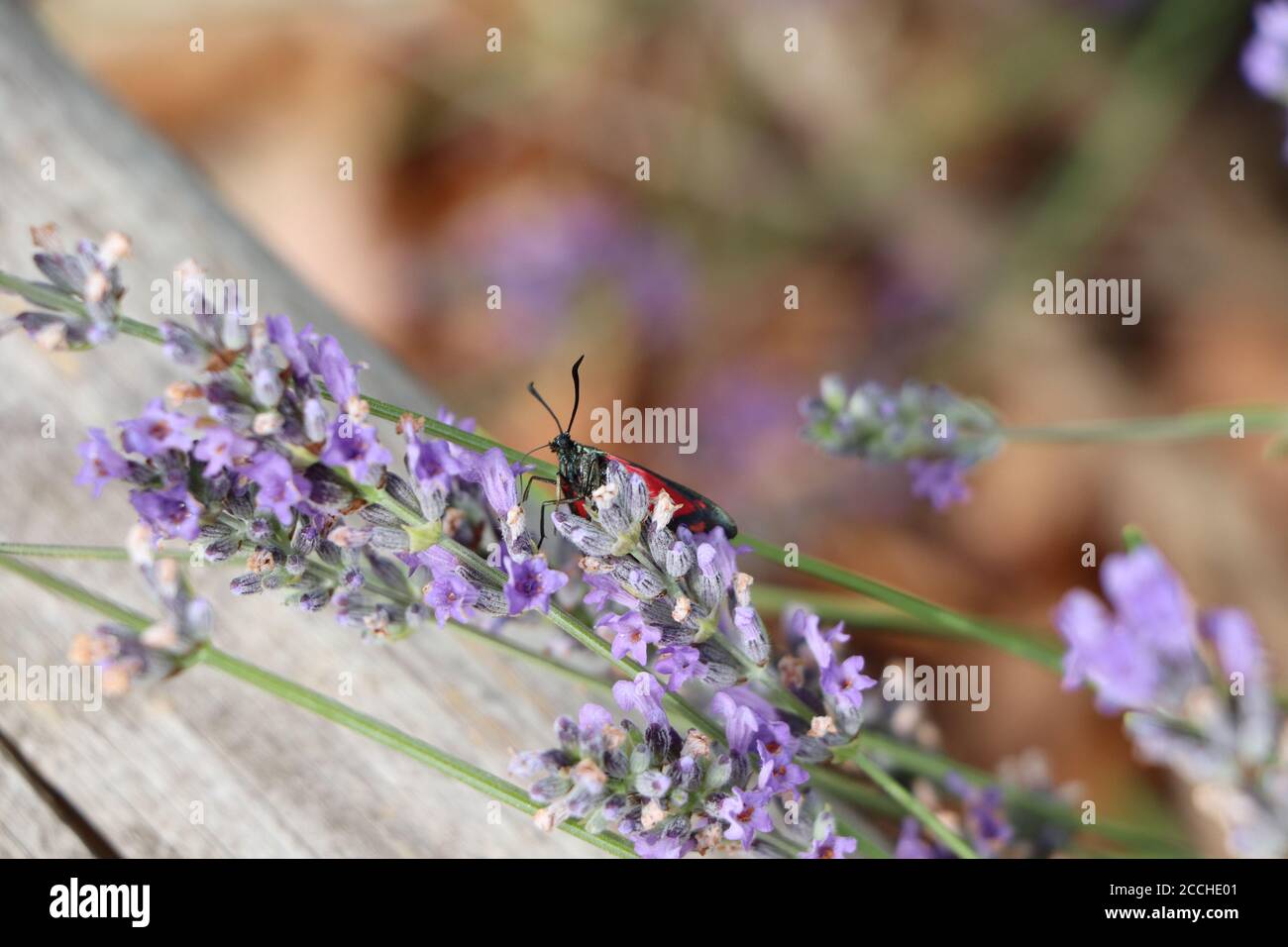 Essential pollinators hi-res stock photography and images - Alamy