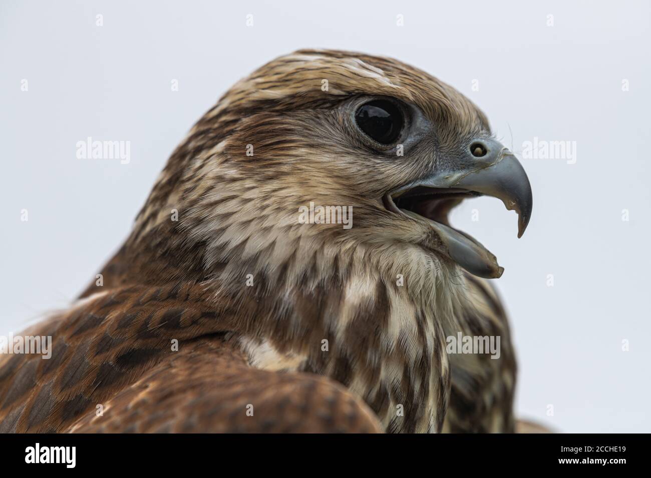Portrait of Young Laggar Falcon (Falco jugger Stock Photo - Alamy