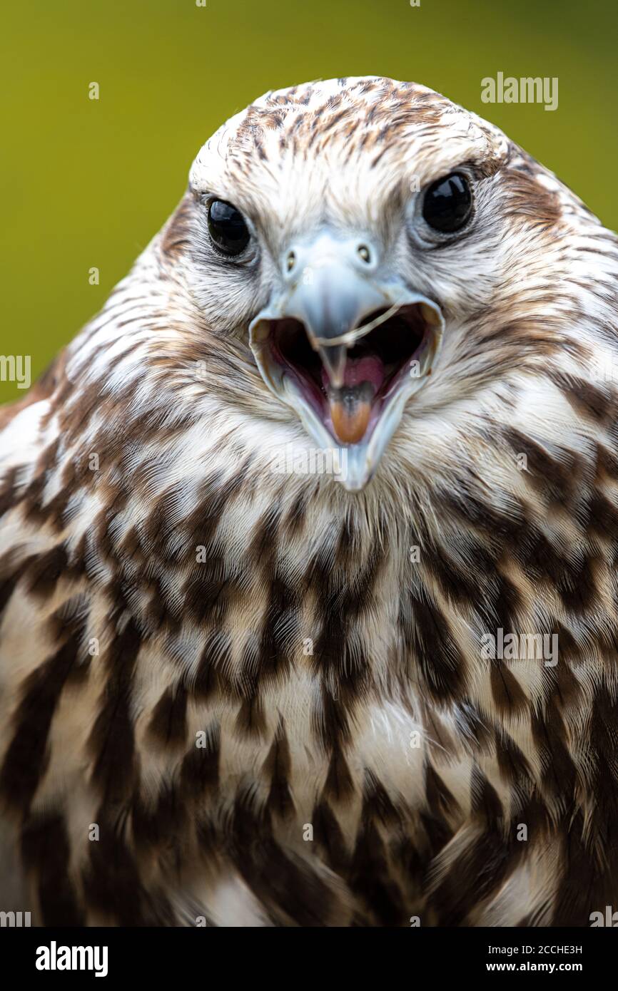 Portrait of Young Laggar Falcon (Falco jugger Stock Photo - Alamy