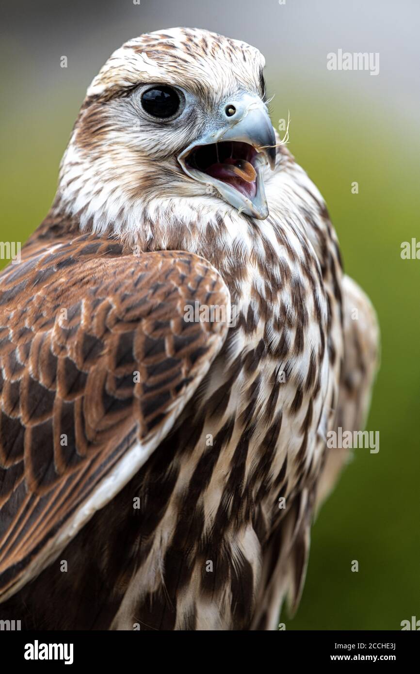 Portrait of Young Laggar Falcon (Falco jugger Stock Photo - Alamy