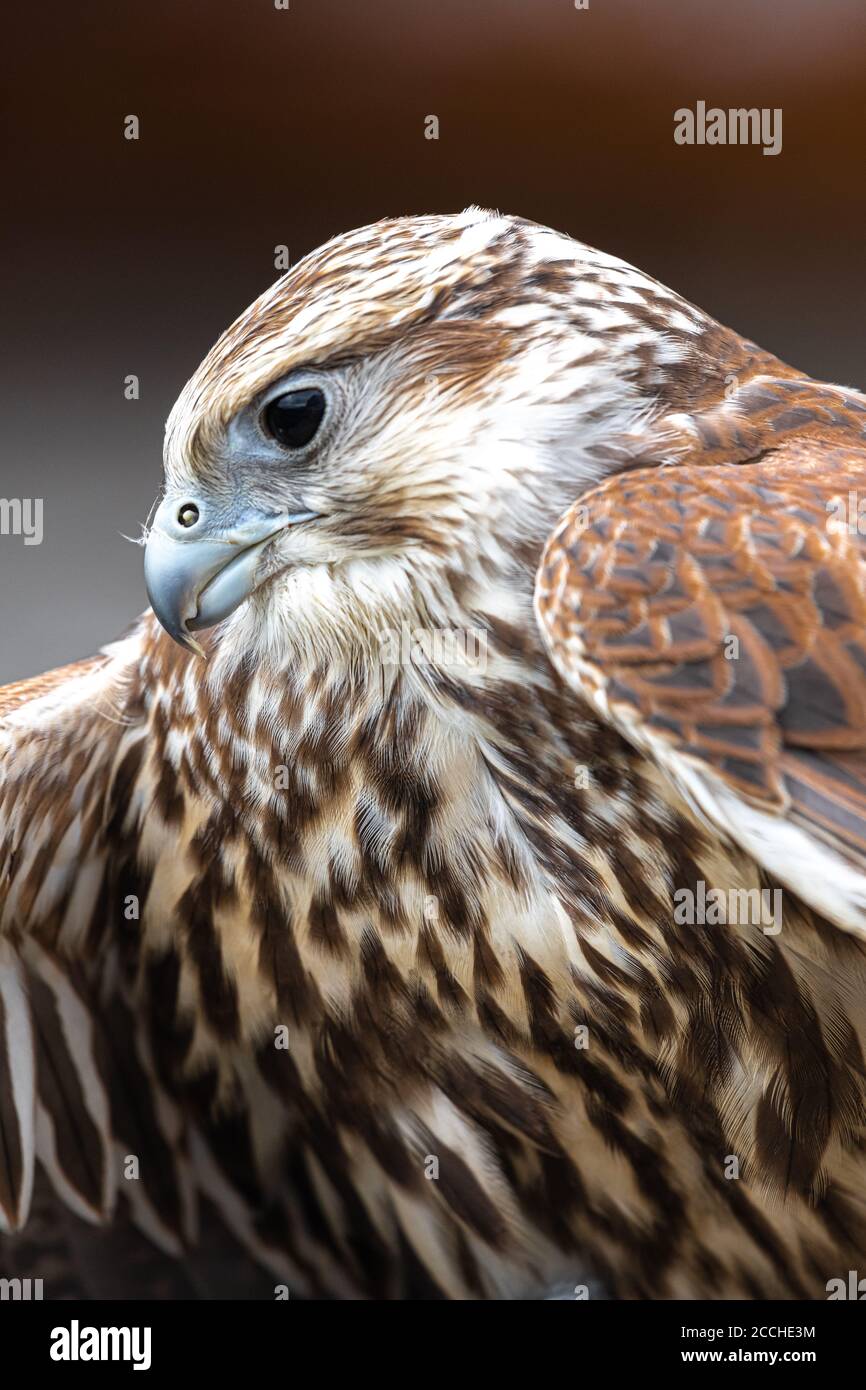 Portrait of Young Laggar Falcon (Falco jugger Stock Photo - Alamy