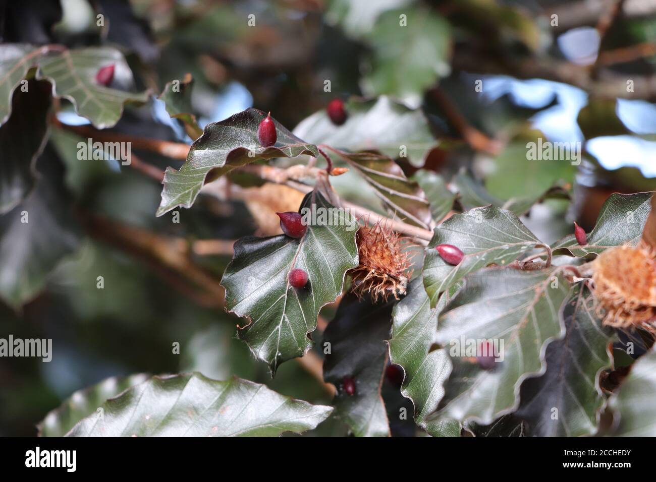 beech gall midge eggs on a European beech tree Stock Photo - Alamy
