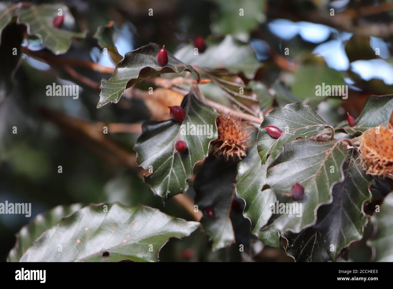 beech gall midge eggs on a European beech tree Stock Photo - Alamy