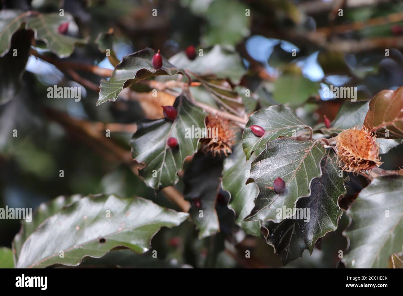 beech gall midge eggs on a European beech tree Stock Photo - Alamy