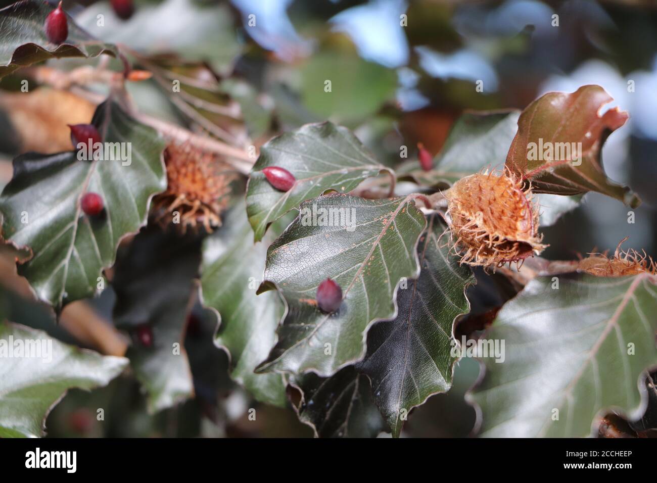 beech gall midge eggs on a European beech tree Stock Photo - Alamy