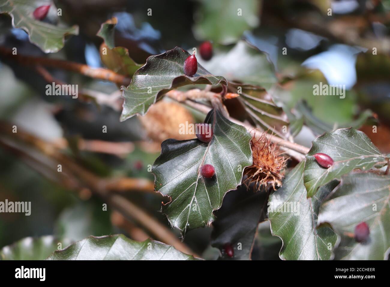 beech gall midge eggs on a European beech tree Stock Photo - Alamy