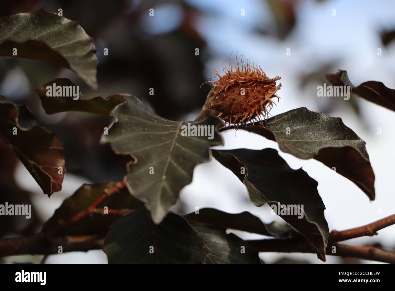 beech gall midge eggs on a European beech tree Stock Photo - Alamy