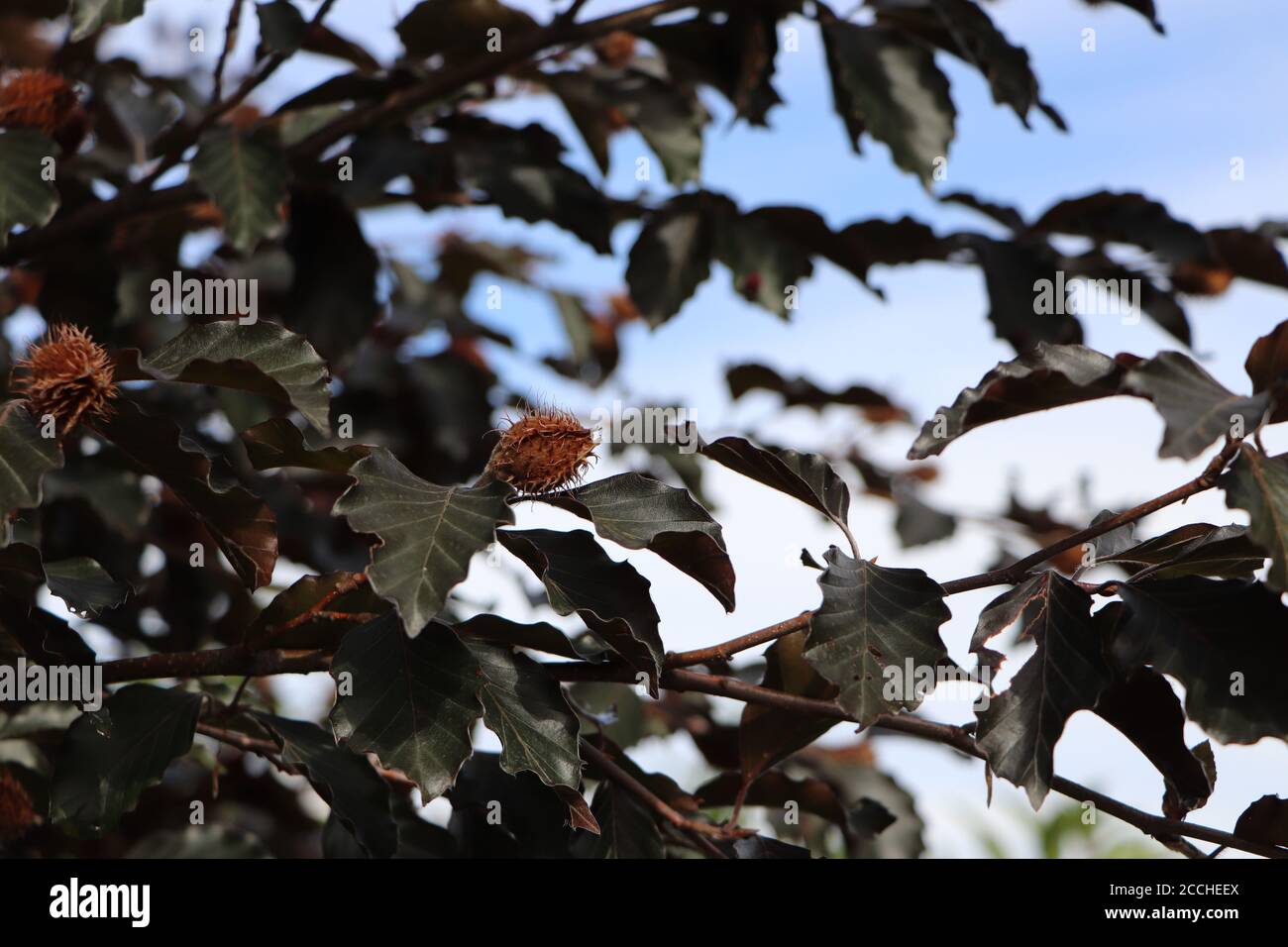 beech gall midge eggs on a European beech tree Stock Photo - Alamy