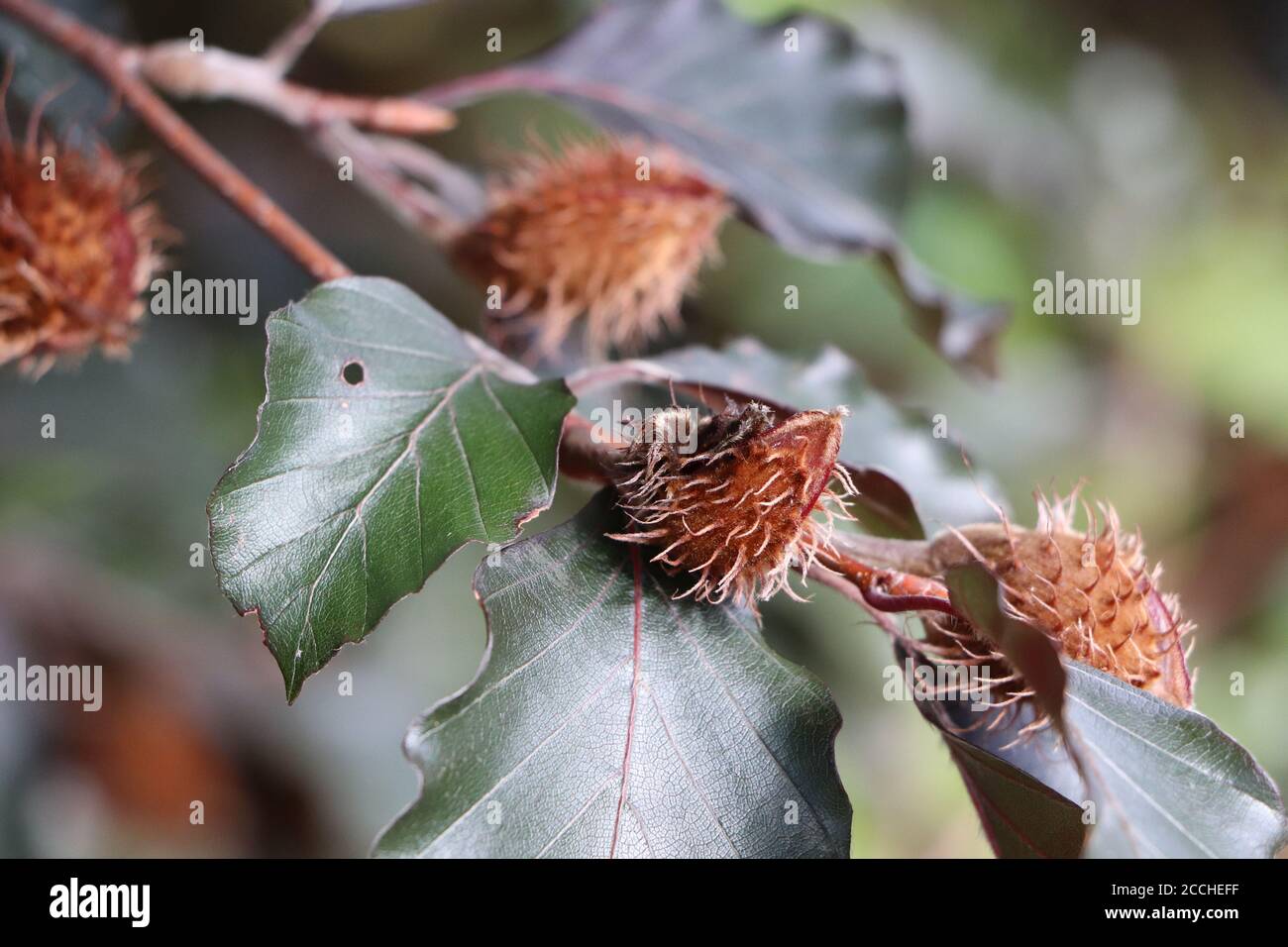 beech gall midge eggs on a European beech tree Stock Photo - Alamy