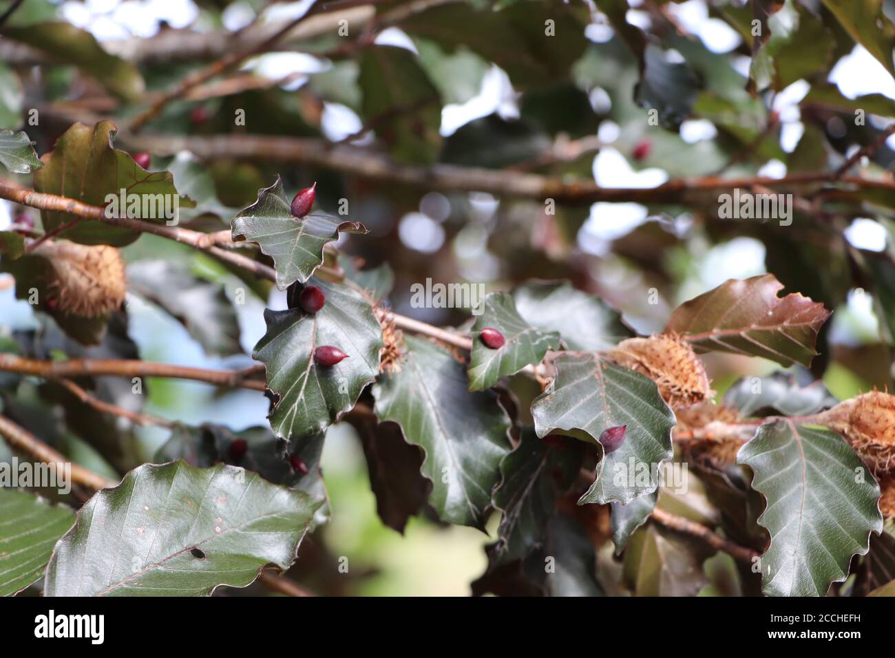 beech gall midge eggs on a European beech tree Stock Photo - Alamy