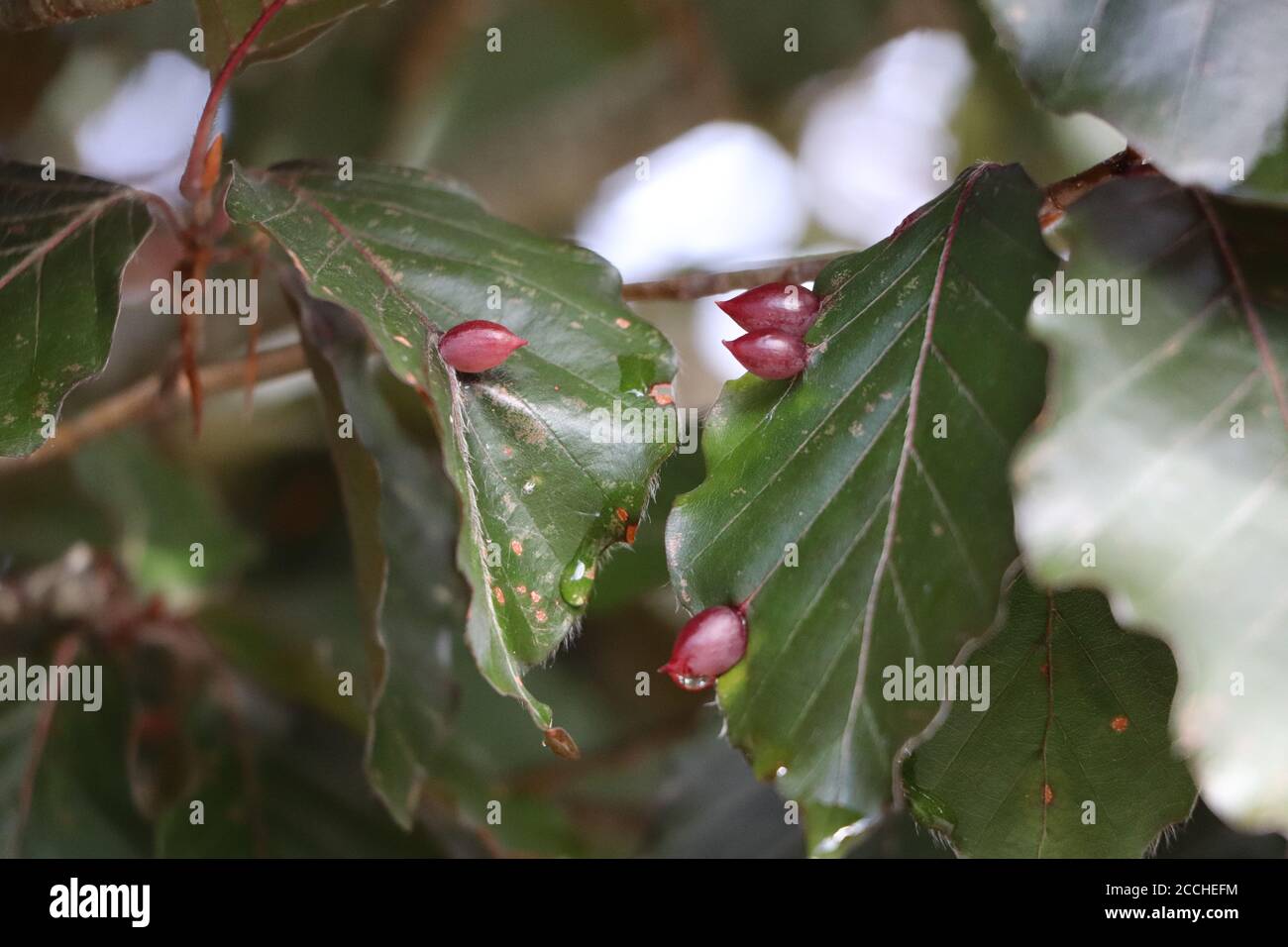 beech gall midge eggs on a European beech tree Stock Photo - Alamy