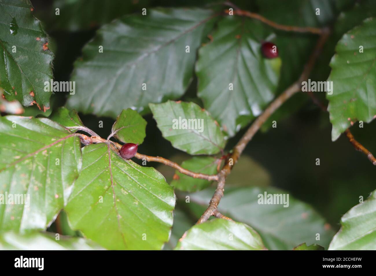 beech gall midge eggs on a European beech tree Stock Photo - Alamy