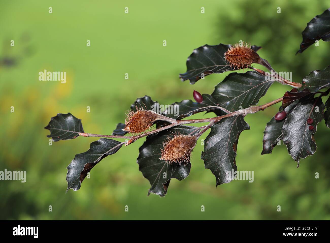 beech gall midge eggs on a European beech tree Stock Photo - Alamy