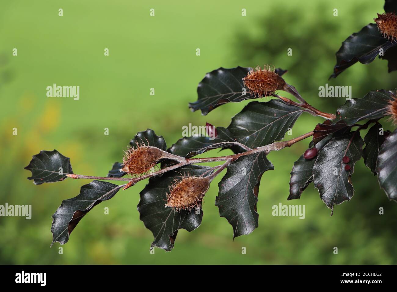 beech gall midge eggs on a European beech tree Stock Photo - Alamy