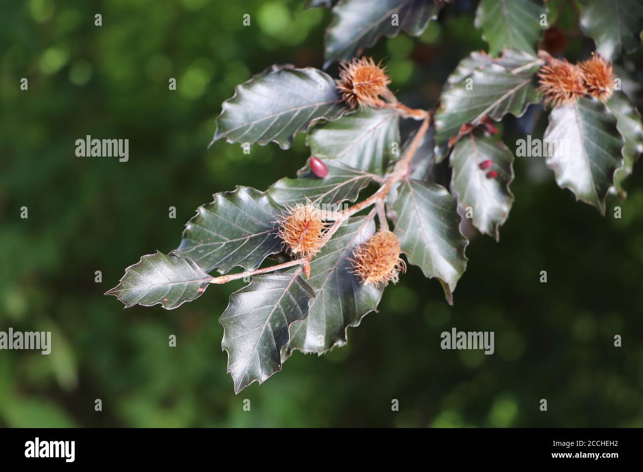 beech gall midge eggs on a European beech tree Stock Photo - Alamy