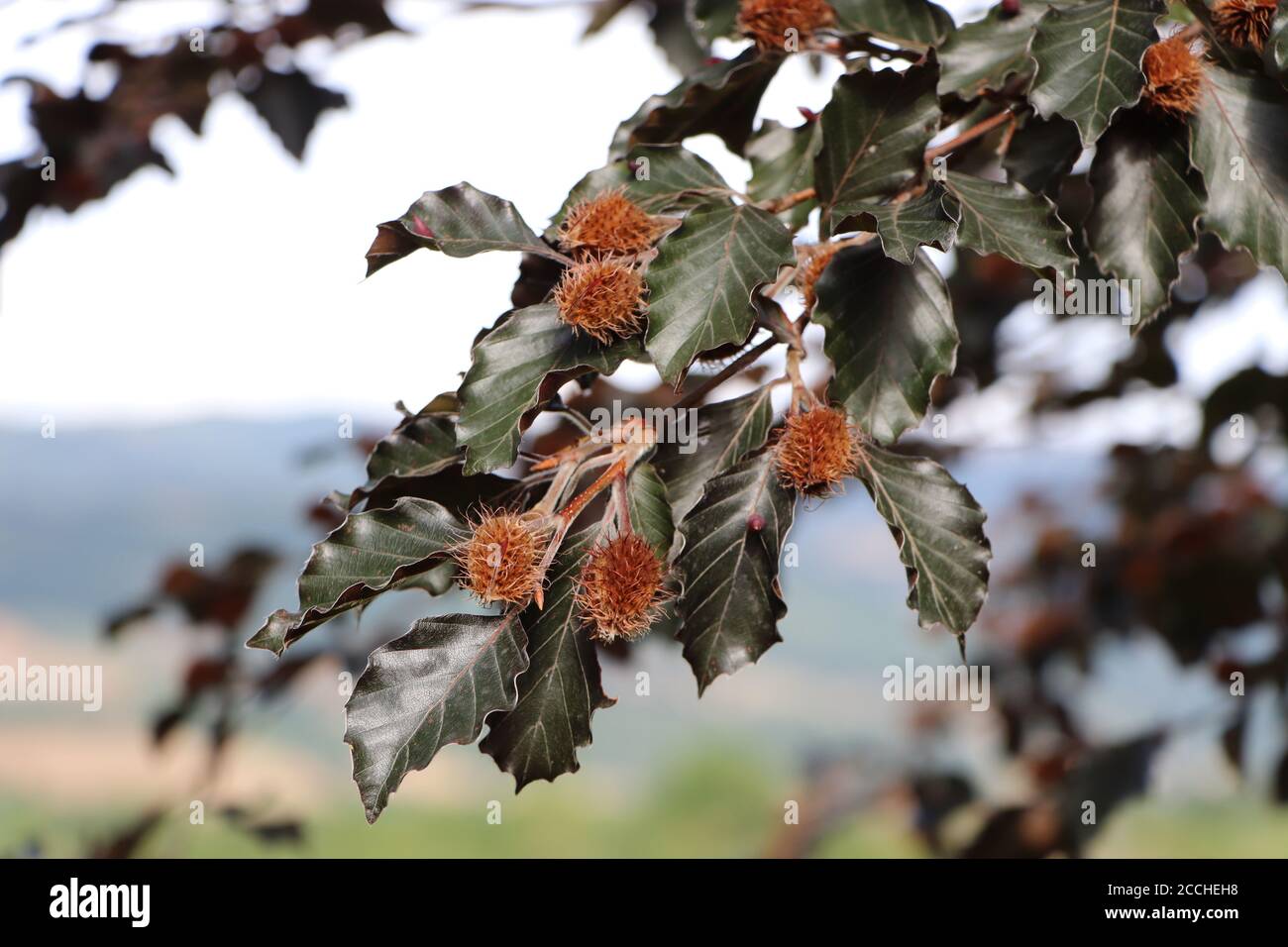 beech gall midge eggs on a European beech tree Stock Photo - Alamy