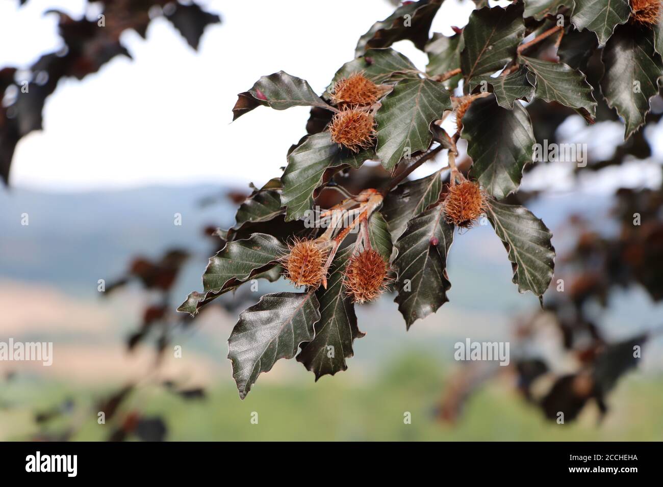 beech gall midge eggs on a European beech tree Stock Photo - Alamy